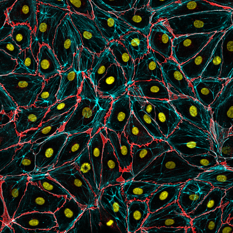 Approaching microscopy as art can give your science impact