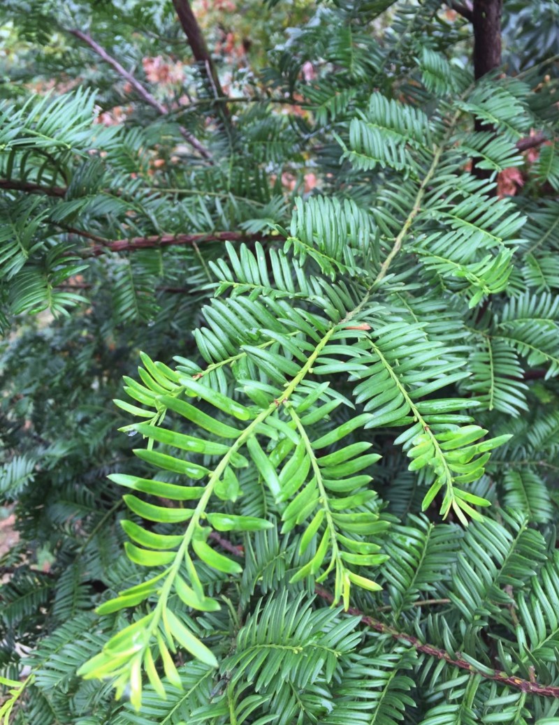 Making the most of traditional Chinese medicines