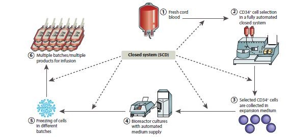 Harnessing the power of natural killer cells for cancer immunotherapy