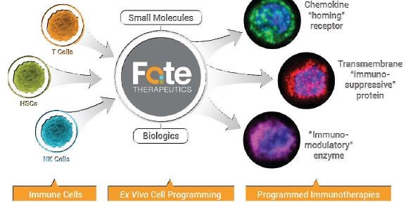 Changing the fate of cellular immunotherapy
