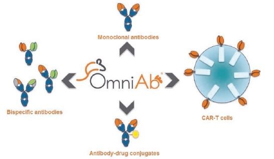 Three-species platform optimizes the discovery of diverse fully human ...