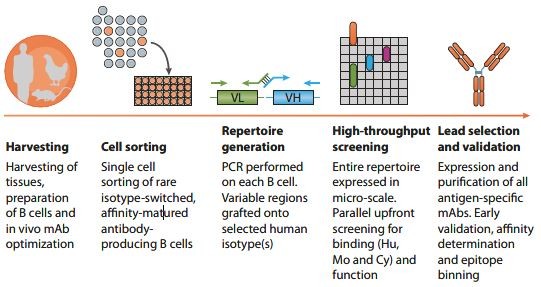 Immaculate therapeutic antibody discovery