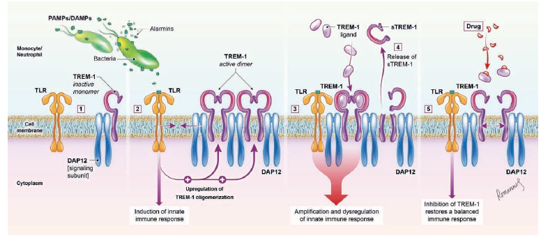 Novel immunotherapies for life-threatening inflammatory syndromes