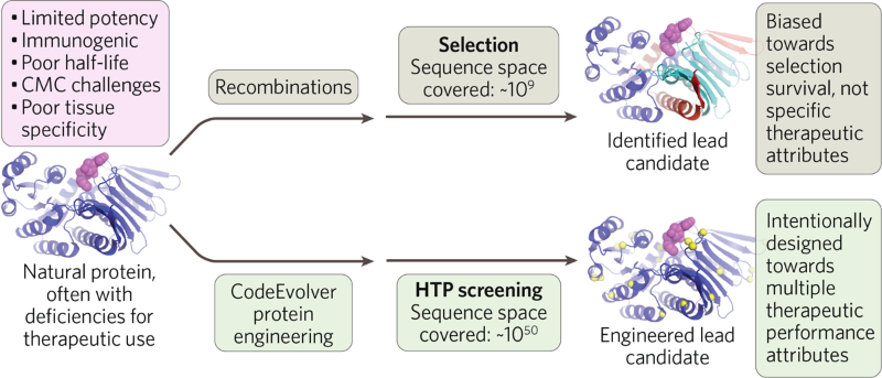 Better than natural: next-generation therapeutics through advanced protein engineering