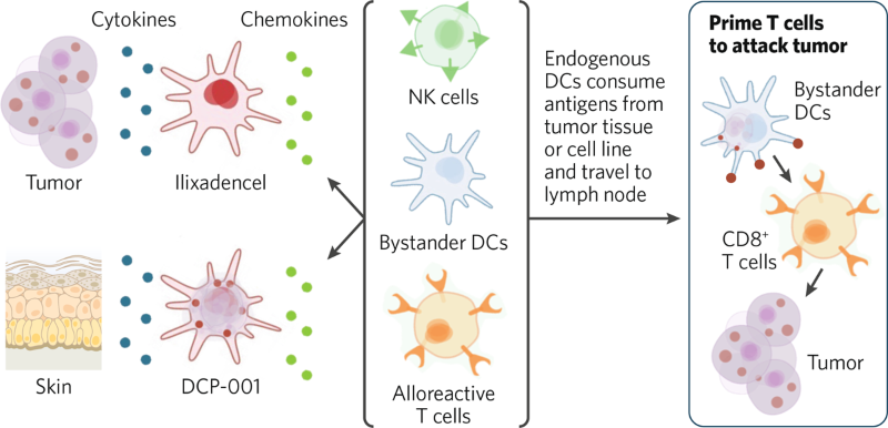 Leveraging allogeneic dendritic cells to boost immunity against cancer