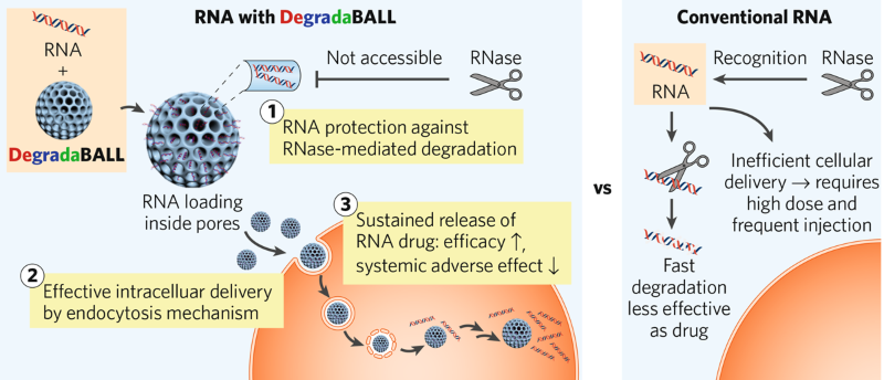 Small but mighty: transforming immuno-oncology and RNA medicine with the power of nanobiotechnology
