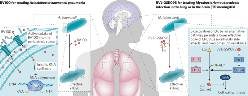 BioVersys: saving lives in resistant times