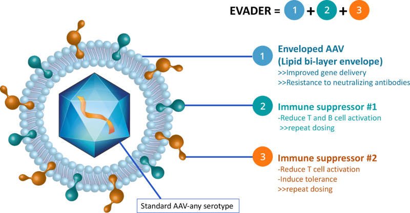 EVADER—stealth mode, next-generation AAV-based gene therapy vectors