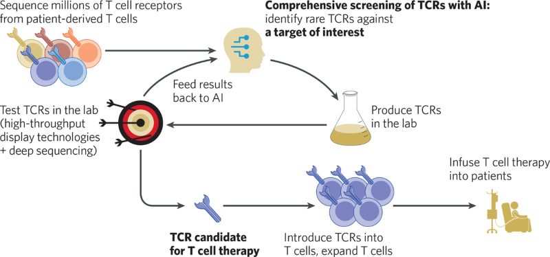 How artificial intelligence is enabling T cell receptor screening for ...