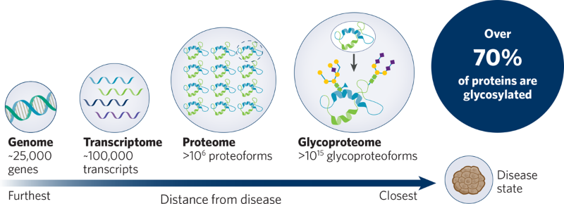 Glycoproteomics: finding the new sweet spot for diagnosing and treating ...
