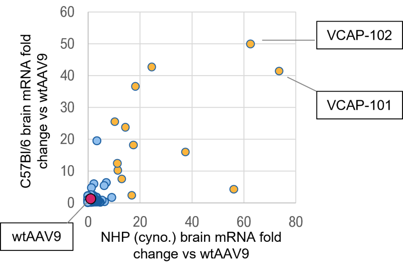 Unleashing the potential of AAV gene therapy