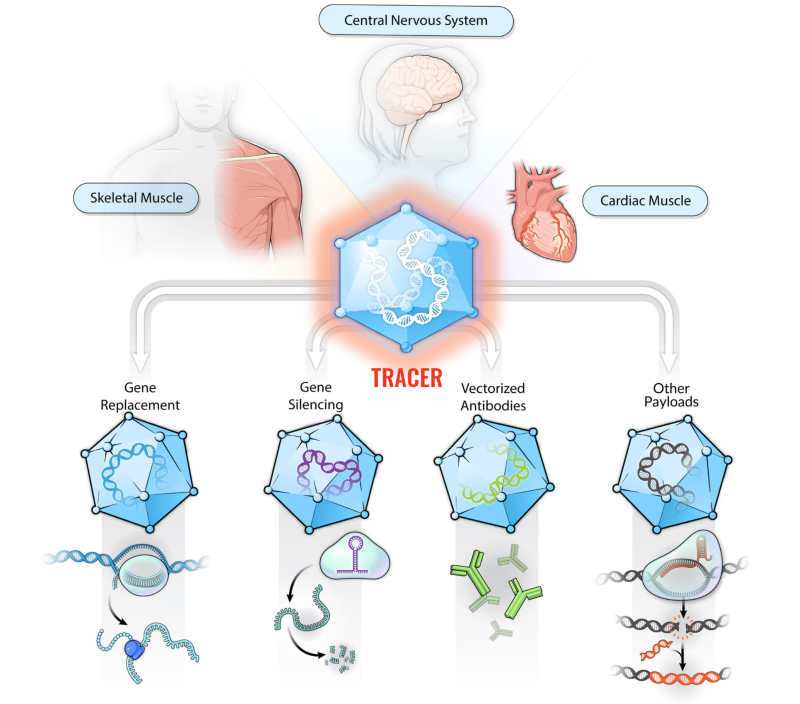 Unleashing the potential of AAV gene therapy