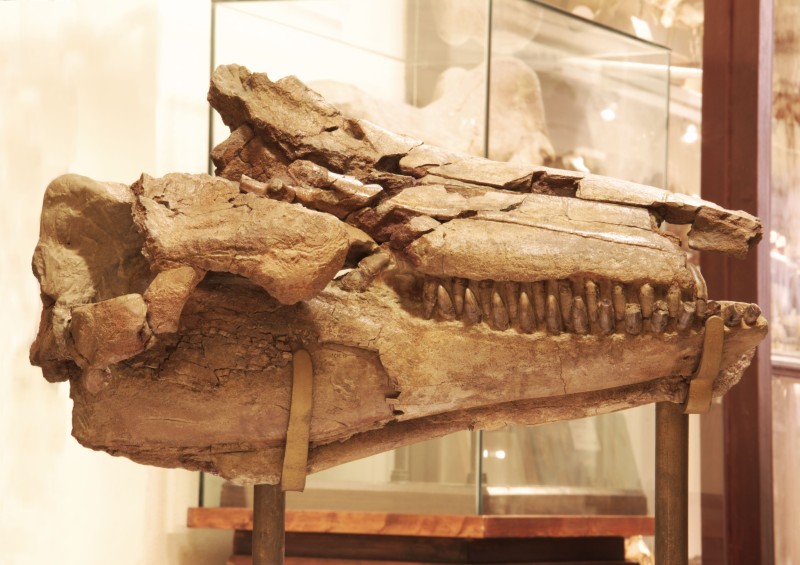 A tale of two whales