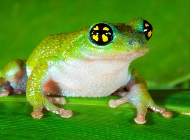 An evolutionary museum of bush frogs