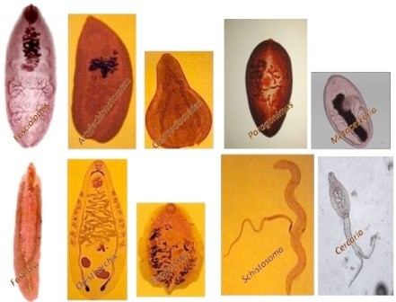 Worm database points to SE Asian parasites