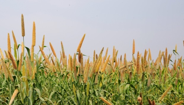 Produce more coarse grains to meet pandemic nutrition challenge