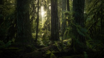 Nature News & Comment