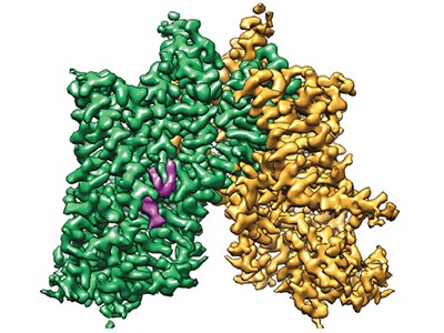 Two-pore channels open up
