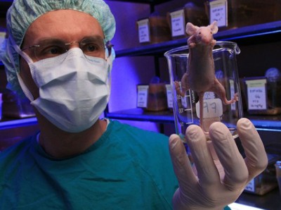 Squeaky clean mice could be ruining research