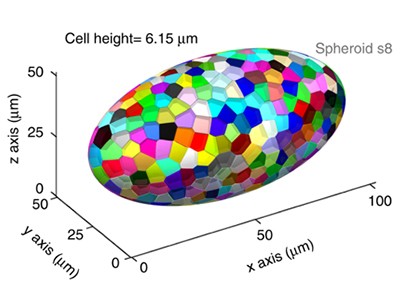 A 3D cell shape that enables tube formation