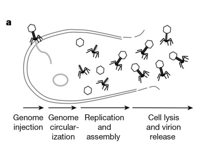 Bacterial defence molecules target viral DNA