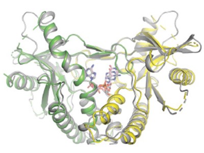 Structures of STING protein illuminate this key regulator of inflammation