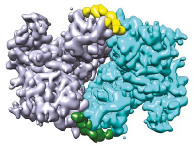 Structures of STING protein illuminate this key regulator of inflammation