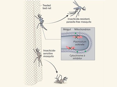 Malaria mosquitoes go with the flow