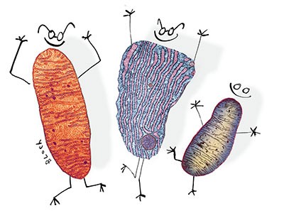 These secret battles between your body’s cells might just save your life