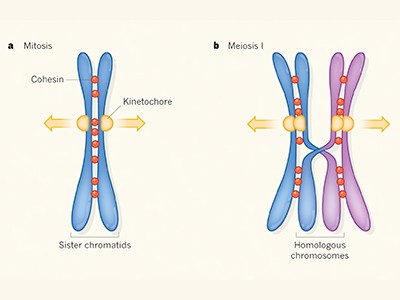 How sex chromosomes break up to get together