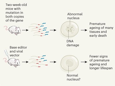 Base editor treats progeria in mice