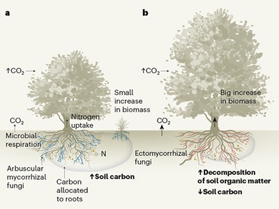 Balancing carbon storage under elevated CO2
