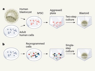 A continuous model of early mammalian development