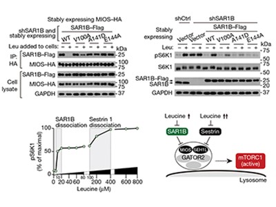 How the amino acid leucine activates the key cell-growth regulator mTOR
