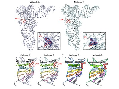 Phosphorylation found inside RNA