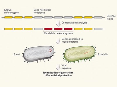 Killing the messenger to evade bacterial defences