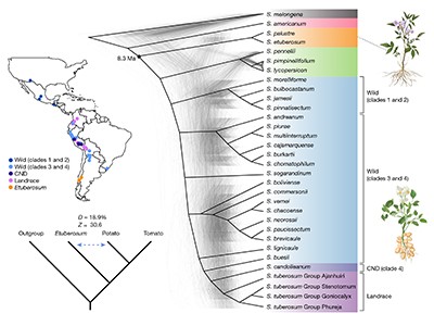 Potato genomes pave the way to crop improvement