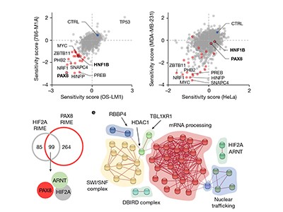 Mutation and tissue lineage lead to organ-specific cancer