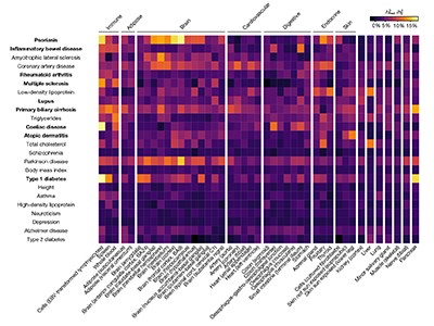 Genetic variants that edit risk of autoimmune diseases