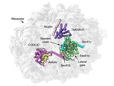 Assembly surprise for membrane proteins