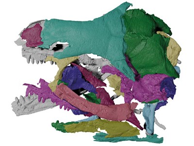 An exceptional fossil lizard from the Jurassic period