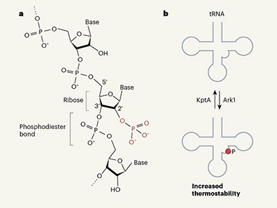 Targets mapped for almost all human kinase enzymes