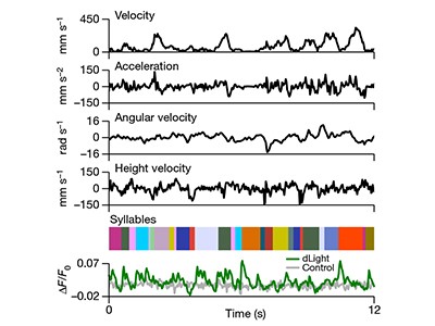 Spontaneous behaviour is shaped by dopamine in two ways