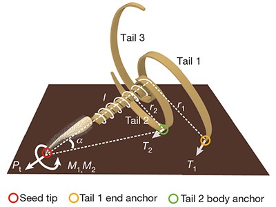 Self-burying robot morphs wood to sow seeds