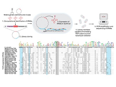 Synthetic bacterial genome upgraded for viral defence and biocontainment