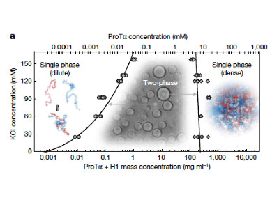 Dynamics of protein droplets revealed by bridging multiple scales