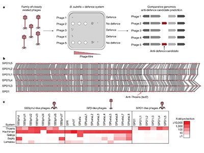 Viruses wrap up bacterial defence systems