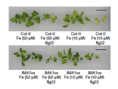 How plants iron out the competing interests of growth and defence
