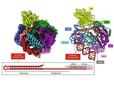 Snapshots of genetic copy-and-paste machinery in action