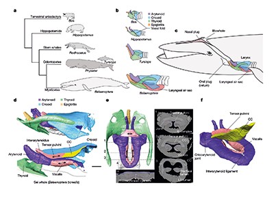 An innovative way for whales to sing